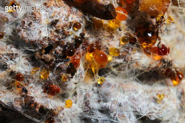 Under the rotting tree, a carpet of white mycelia and beautiful amber ...