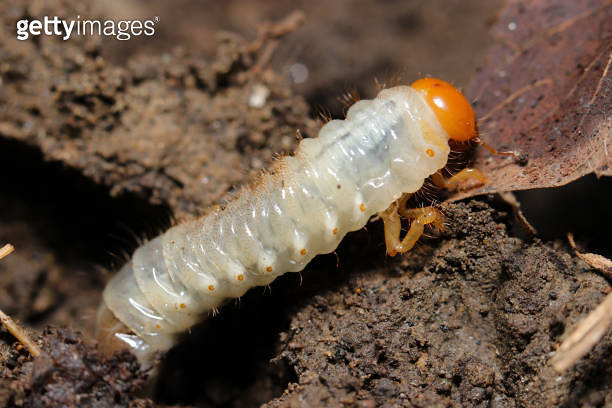 White and orange head Aodoukogane (Anomala albopilosa) Oriental beetle ...