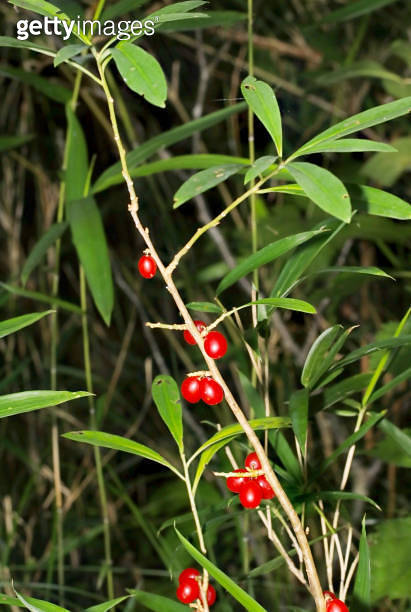 Branches and leaves bearing the poisonous red fruits of the Onishibari ...