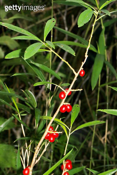 Branches and leaves bearing the poisonous red fruits of the Onishibari ...
