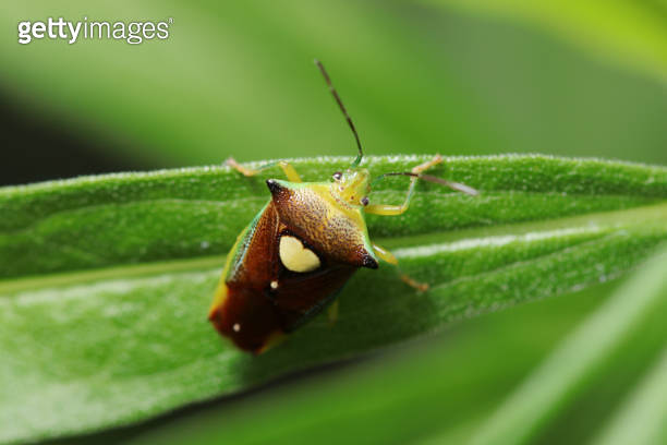 Cute yellow heart Esakimonkitsunokamemushi (Sastragala esakii) on tue ...