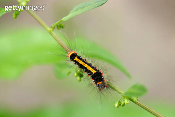 Larva of the Yellow-tail swan moth with a black and orange stripe ...