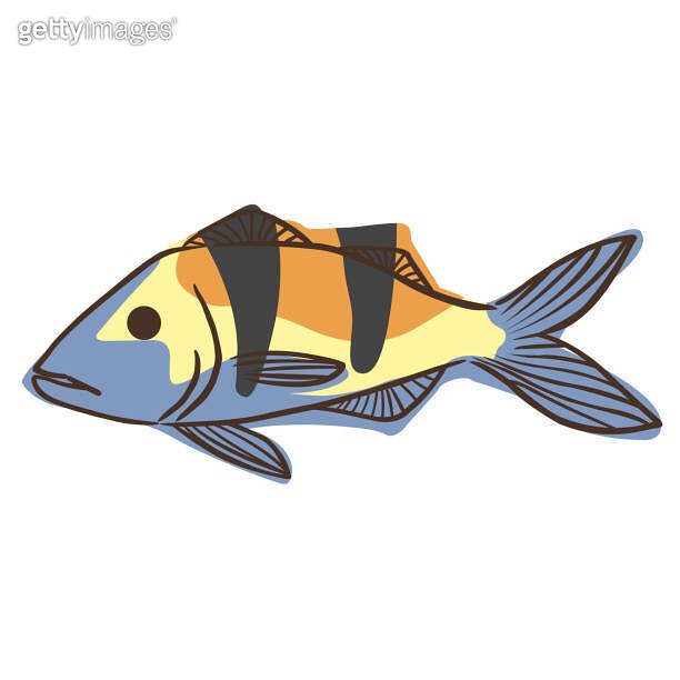 Abstract Doublebar goat fish doodle sign illustration for decoration on ...