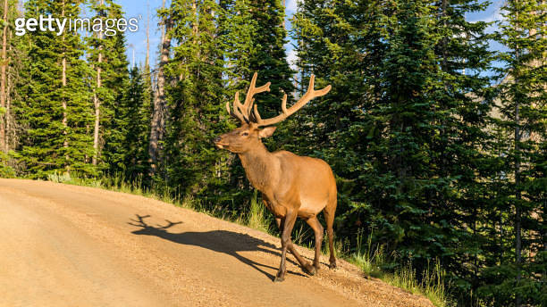 Bull Elk - A young bull elk wandering on Old Fall River Road on a sunny ...