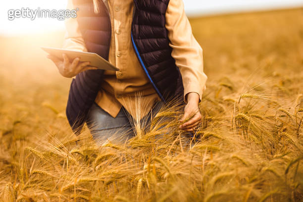 Agronomist checks the quality of the grains in the middle of a wheat ...
