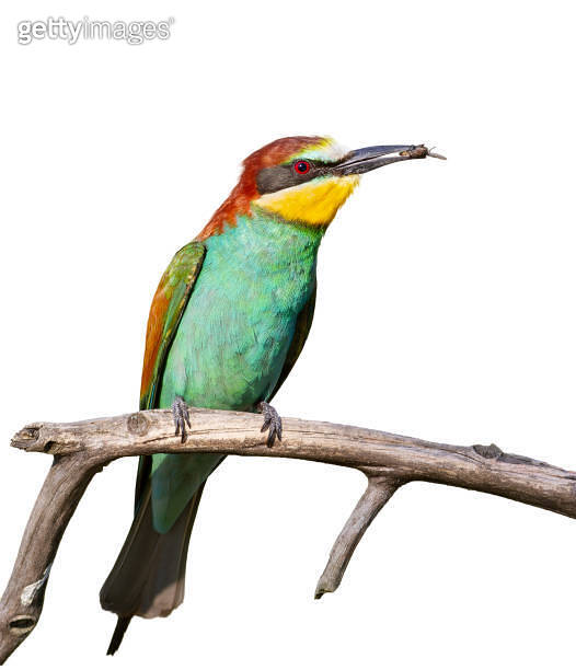European bee-eater, merops apiaster. A bird sits on a branch with prey ...