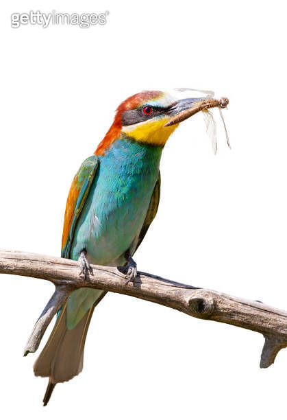 European bee-eater, merops apiaster. A bird sits on a branch with prey ...