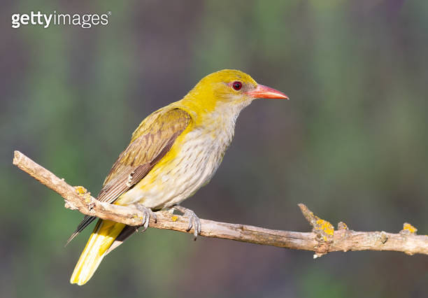Eurasian Golden Oriole, Oriolus oriolus. An early morning bird perched ...