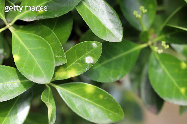 Powdery mildew, a common disease on Euonymus, caused by the fungus ...