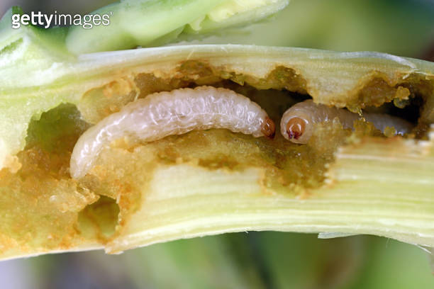 A cabbage stem weevil called also cabbage seedstalk curculio ...