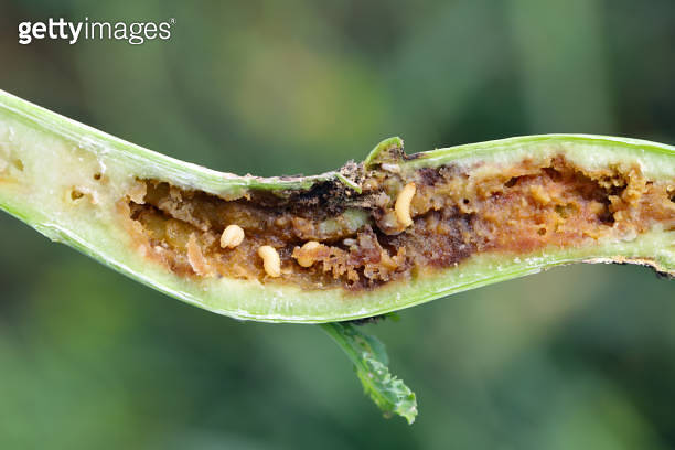 Larvae of Spotted cabbage stem weevil (Ceutorhynchus pallidactylus) and ...