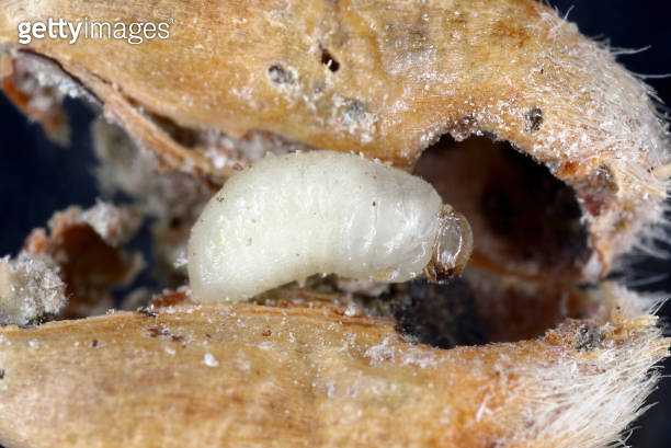 Granary Weevil (Sitophilus granarius) also called Grain or Wheat Weevil ...