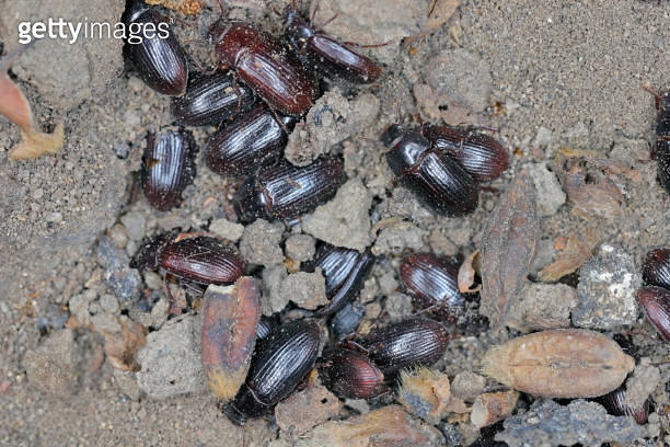 Lesser Mealworm Beetle (Alphitobius diaperinus), beetles on the ground ...