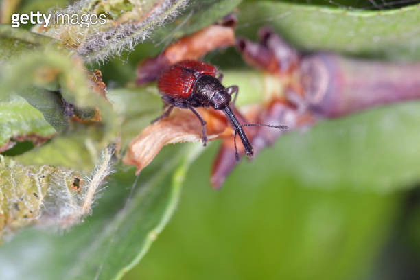 Pesch weevil (Rhynchites bacchus) On the leaves of a plum tree in the ...