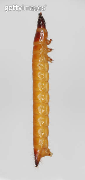 Wireworm, larva of Mouse grey Click Beetle (Agrypnus murinus ...