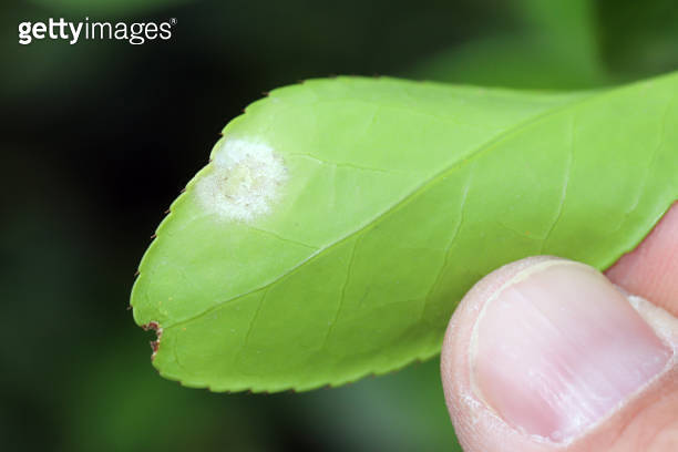 Powdery mildew, a common disease on Euonymus, caused by the fungus ...