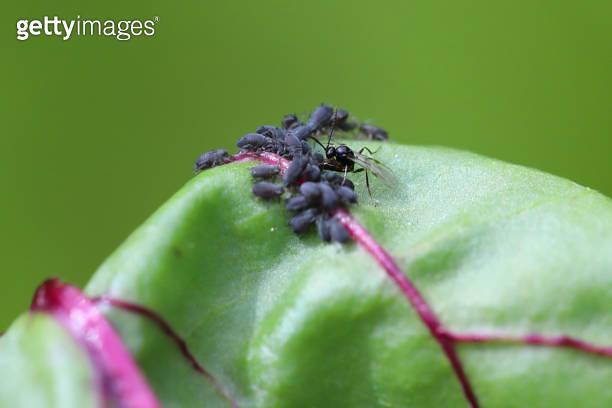 Tiny parasitoid wasp that use aphids as their hosts Aphidiidae ...