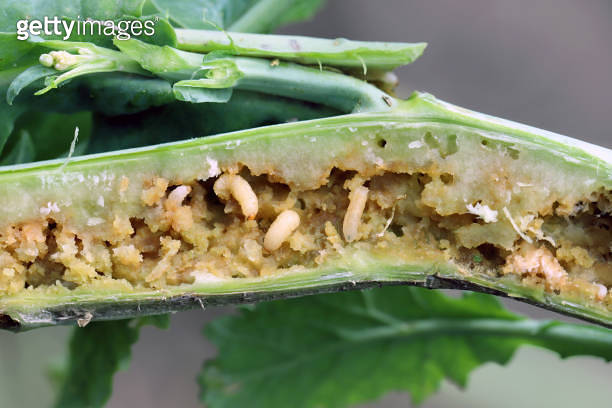 Larvae of cabbage stem weevil (Ceutorhynchus pallidactylus) in the ...