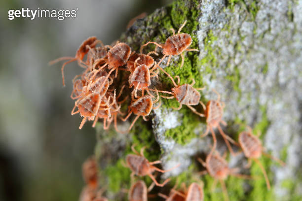 Mass group Mites of genus Bryobia in the spider mite family ...