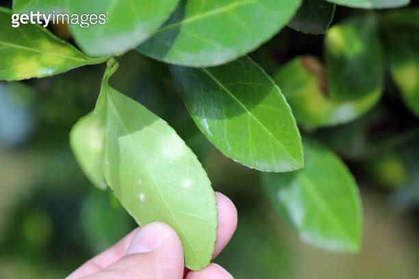 Powdery mildew, a common disease on Euonymus, caused by the fungus ...