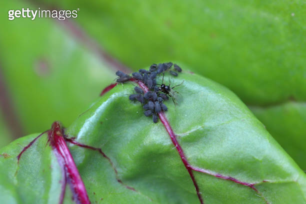 Tiny parasitoid wasp that use aphids as their hosts Aphidiidae ...
