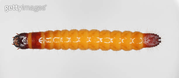 Wireworm, larva of Mouse grey Click Beetle (Agrypnus murinus ...