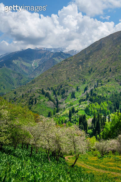 Blooming apple trees in the mountains near the Kazakh city of Almaty ...