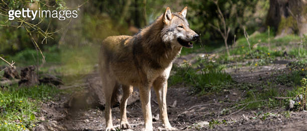 a lone wolf in the nature panorama 이미지 (2148853459) - 게티이미지뱅크