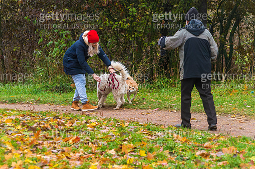 two dogs got tangled with their leashes. owners are trying to untangle ...