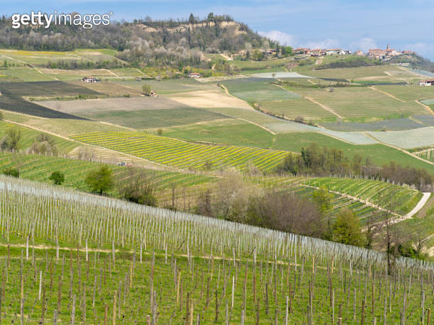 Amazing landscape of the vineyards of Langhe in Piemonte in Italy ...