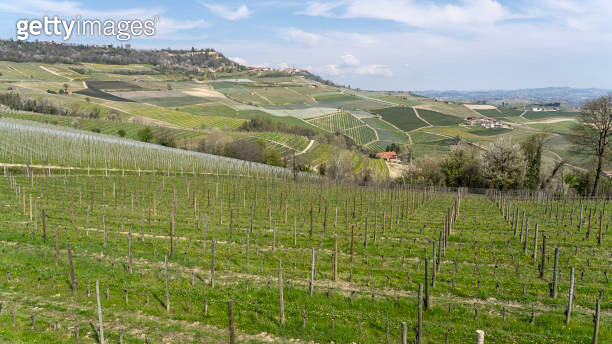 Amazing landscape of the vineyards of Langhe in Piemonte in Italy ...