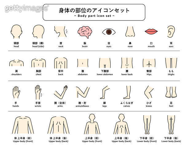 Set of icons and pictograms of human body parts (2039943282) - 게티이미지뱅크