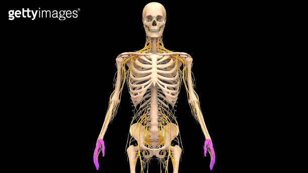 Human Skeleton System Palm Hand Bone Joints Anatomy 이미지 (2062106488 ...