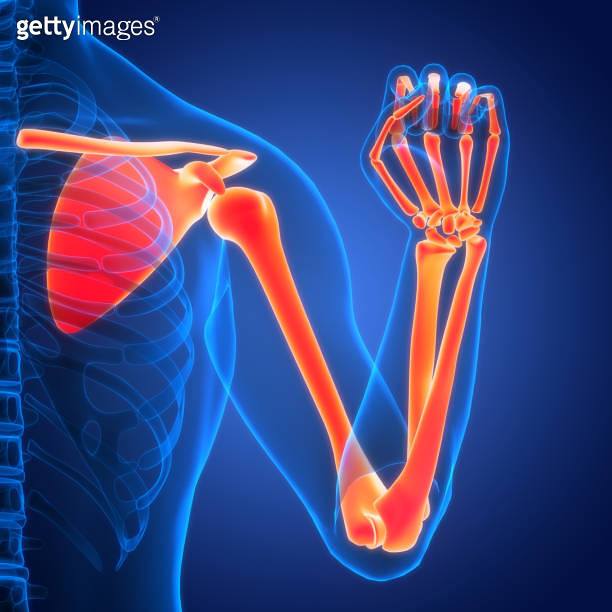 Human Skeleton System Upper Limbs Bone Joints Anatomy 이미지 (2088002498 ...