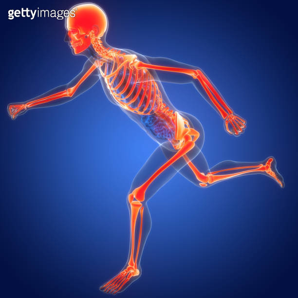 Human Skeleton System Bone Joints Anatomy (2129116836) 일러스트, 무료 일러스트 ...
