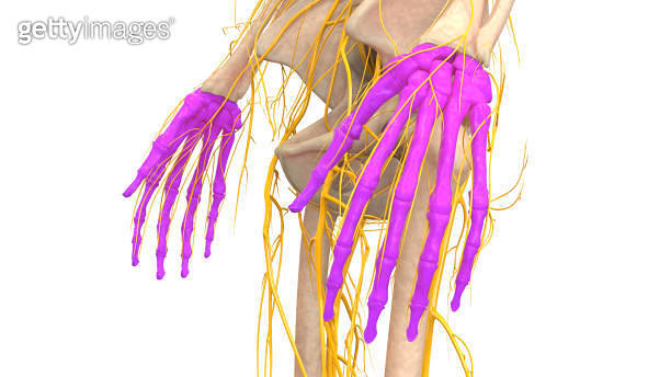 Human Skeleton System Palm Hand Bone Joints Anatomy (2124764786) - 게티이미지뱅크