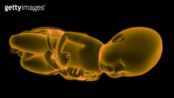 Labor and Vaginal Birth Anatomy 이미지 (2164875471) - 게티이미지뱅크