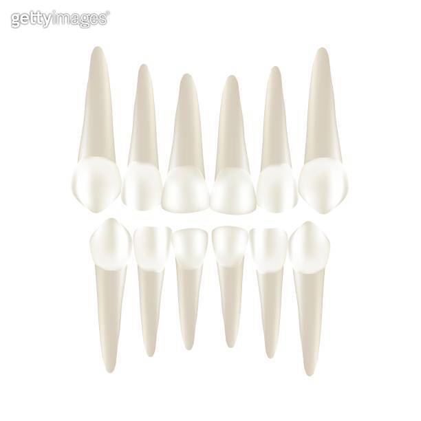 Set of realistic tooth with apexes. The permanent maxillary lateral ...