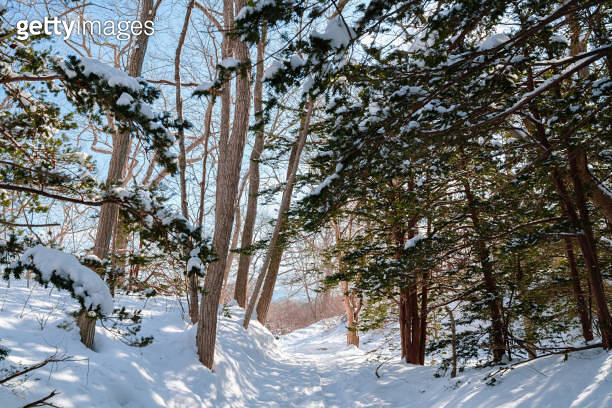 Winter forest at Onuma Quasi-National Park in Hokkaido, Japan 이미지 ...