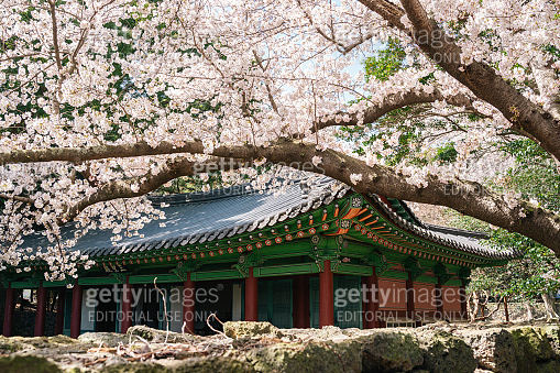 Samseonghyeol traditional architecture with spring cherry blossoms in ...