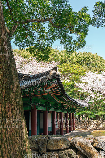 Samseonghyeol traditional architecture with spring cherry blossoms in ...