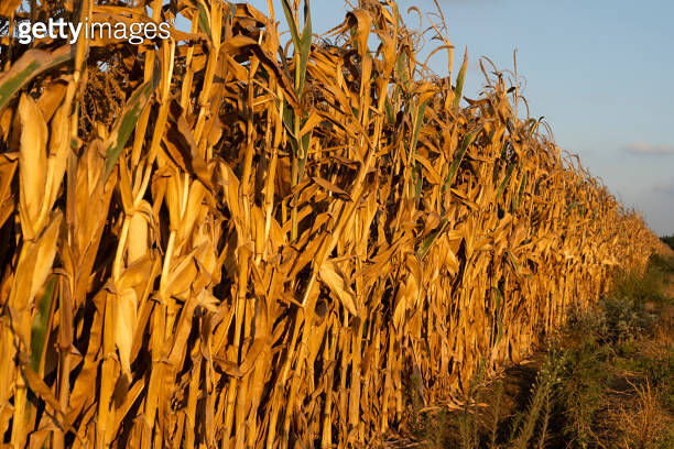 A special corn growing field for popcorn 이미지 (2164577515) - 게티이미지뱅크