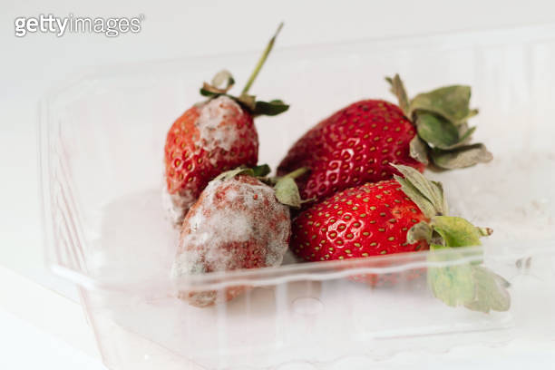 Red rotten strawberries with white mold in a plastic container ...