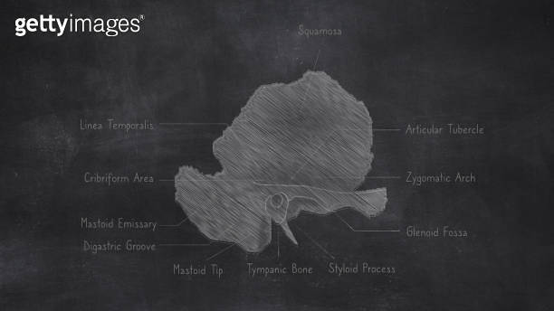 Human Temporal Bones Anatomy Hand Drawn On Chalkboard (2151433160) 일러스트 ...