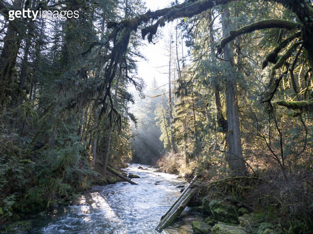 Aerial Over Scenic River Running Through Oregon Forest 이미지 (1986355488 ...