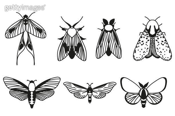 Vector moth, mystic symbol and signs. Witchcraft, occult, alchemical ...