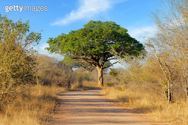 Beautiful large pod mahogany (Afzelia quanzensis) tree, Kruger National ...