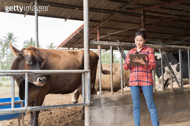 Agriculture industry in Asian, dairy farming, livestock, animal health ...