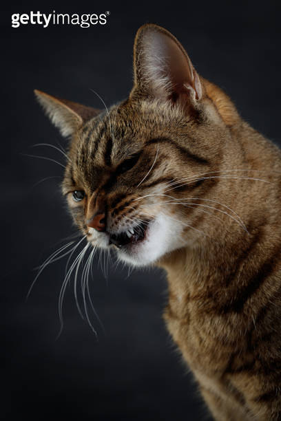 Growling angry tabby cat shows dangerous teeth on a dark background ...