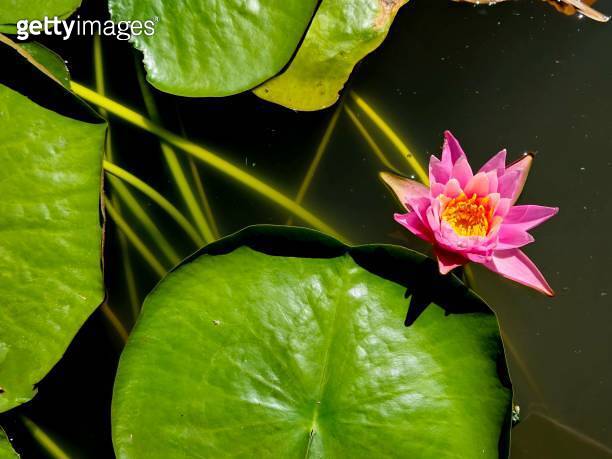 Single Pink Water Lily Bloom Growing around several Lily pads in a ...